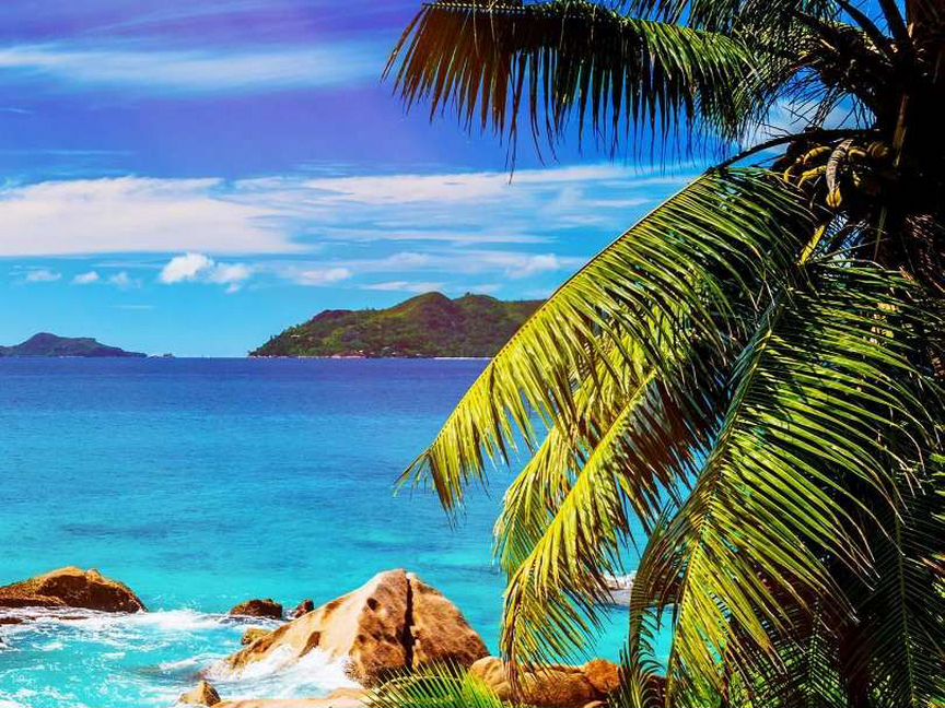 Гусыня курица с циплятами