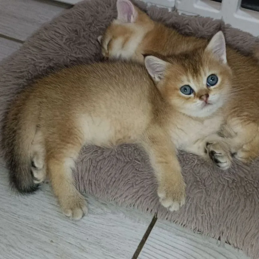 Котята золотая шиншилла