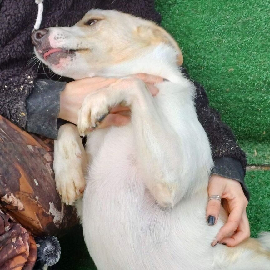 Герой ищет дом