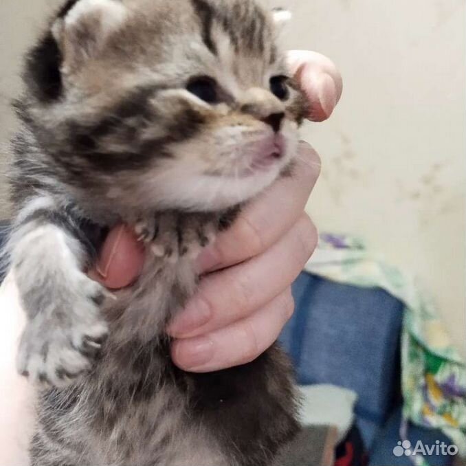 Шотандские котята мраморята