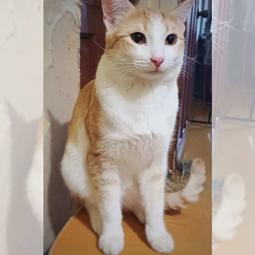 Коты в добрые руки