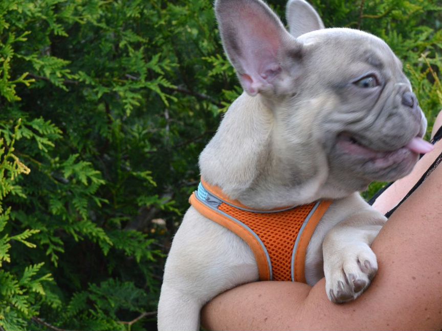 Щенки французского бульдога