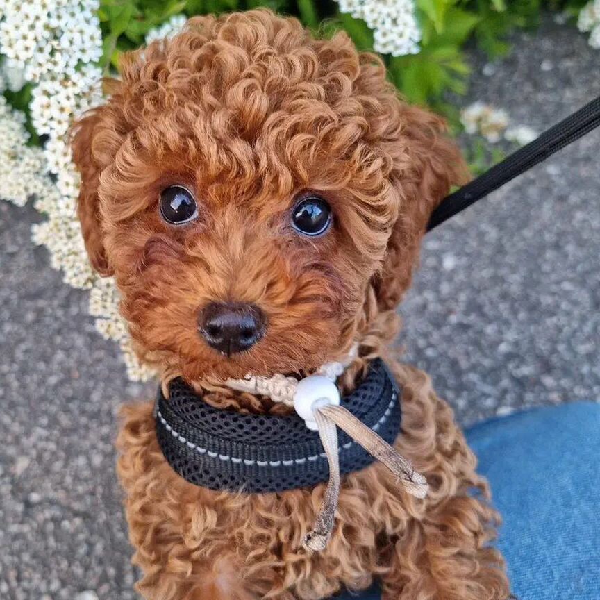 Той-пудель, щенок