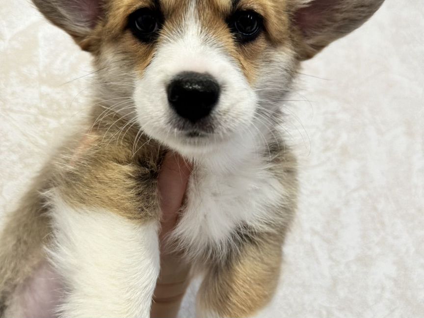 Вельш-корги пемброк девочка