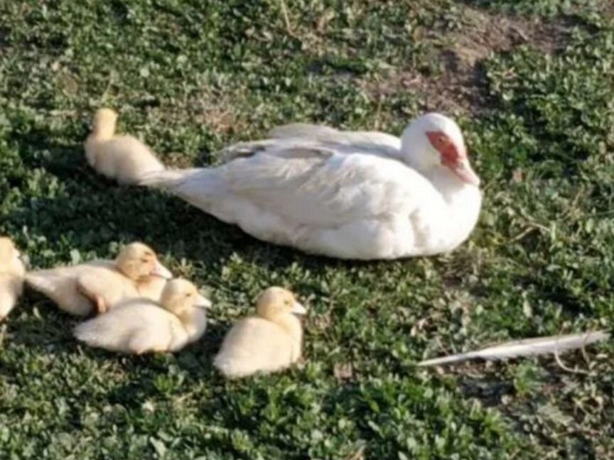 Утка шипун с утятами