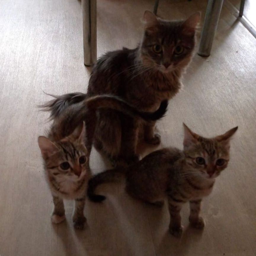 Котята в добрые руки приучены к лотку