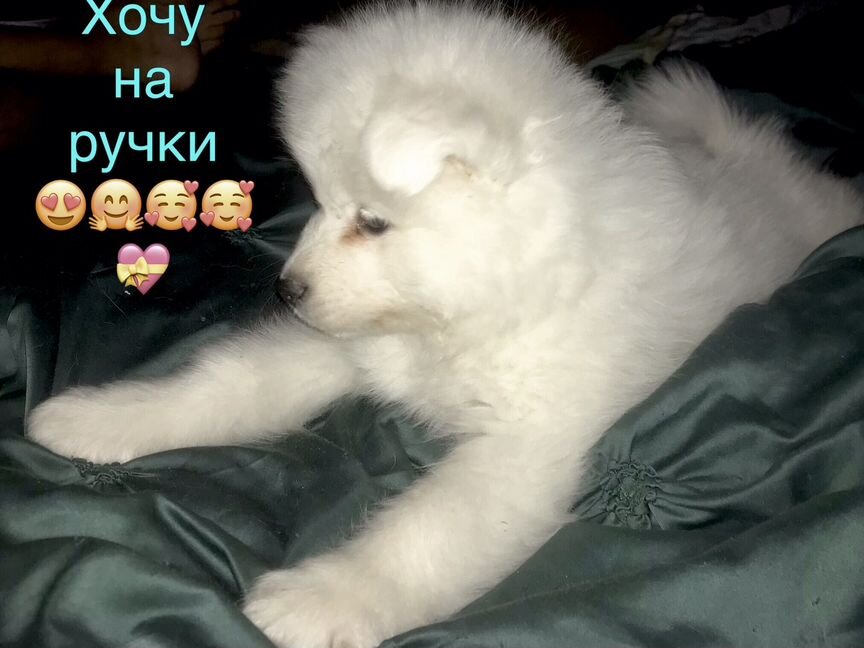 Самоедская лайка щенки