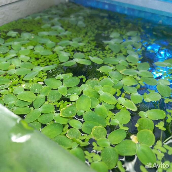 Водоросли ряска