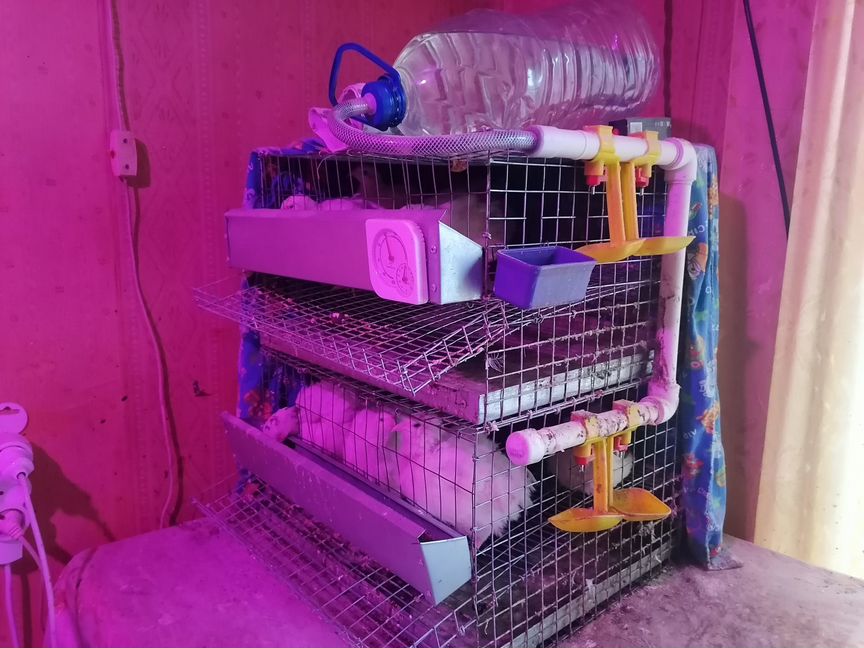 Перепела продажа