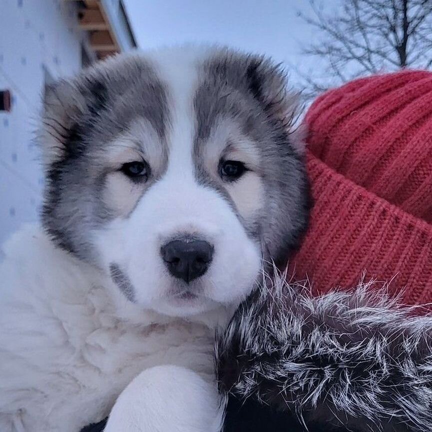 Шикарные щенки от Чемпионов.55 дней