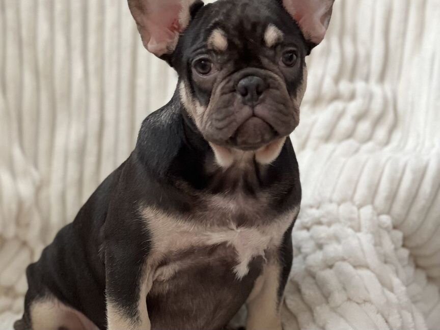 Девочка французского бульдога, какао тан