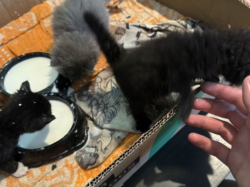 Отдам 3 котиков