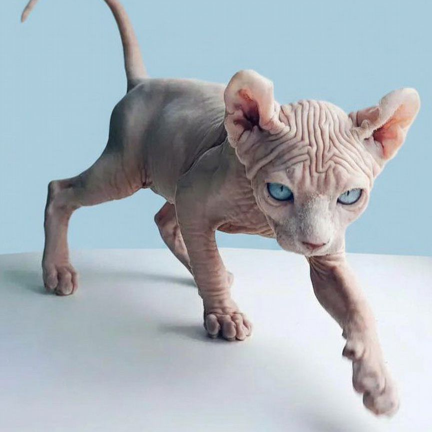 Эльф котёнок