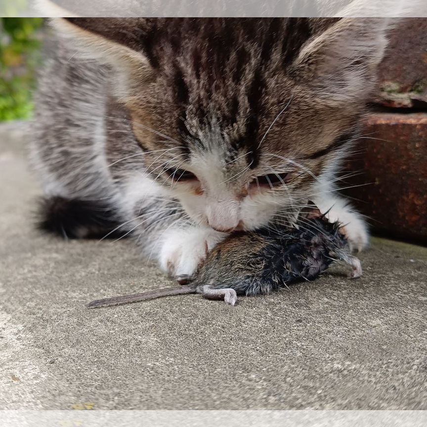 Котёнок в добрые руки