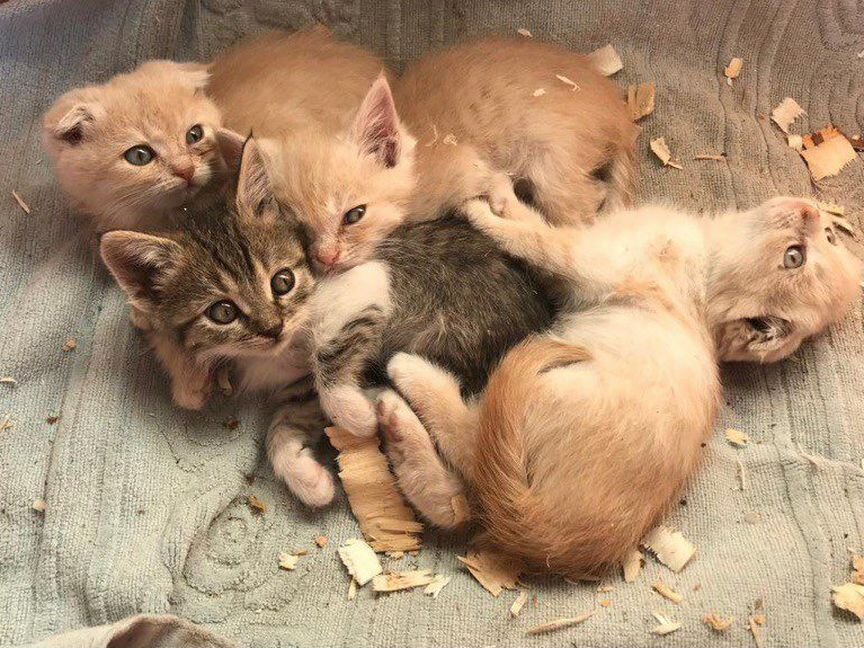 Котята от шотладской кошки