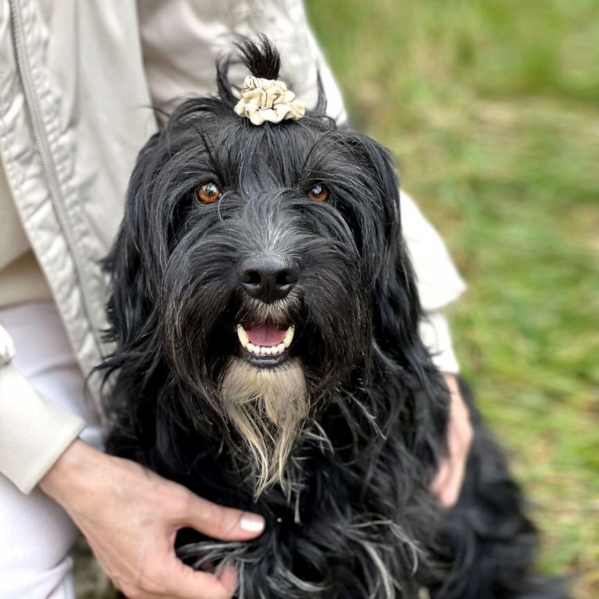 Небольшой терьер в добрые руки