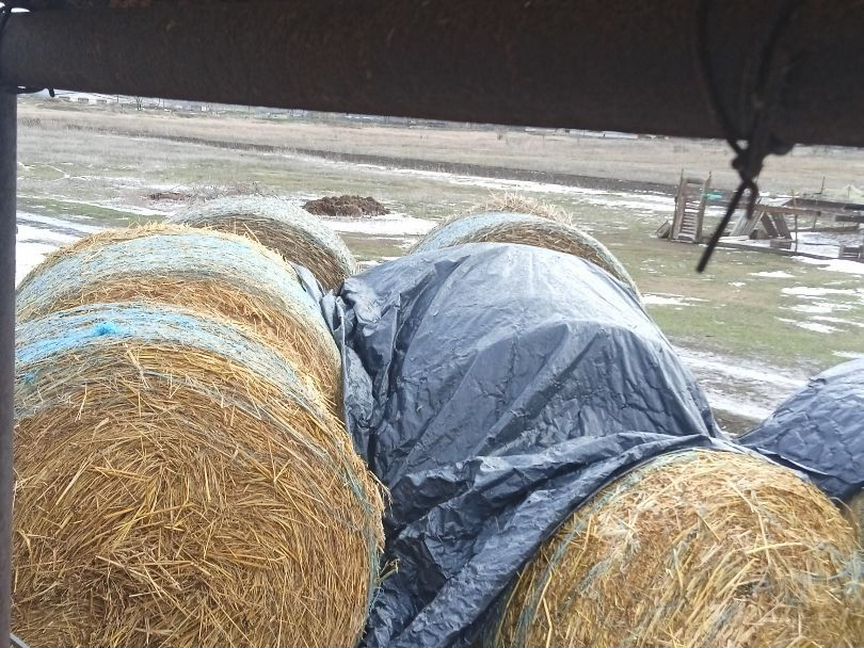 Продам сено в рулонах