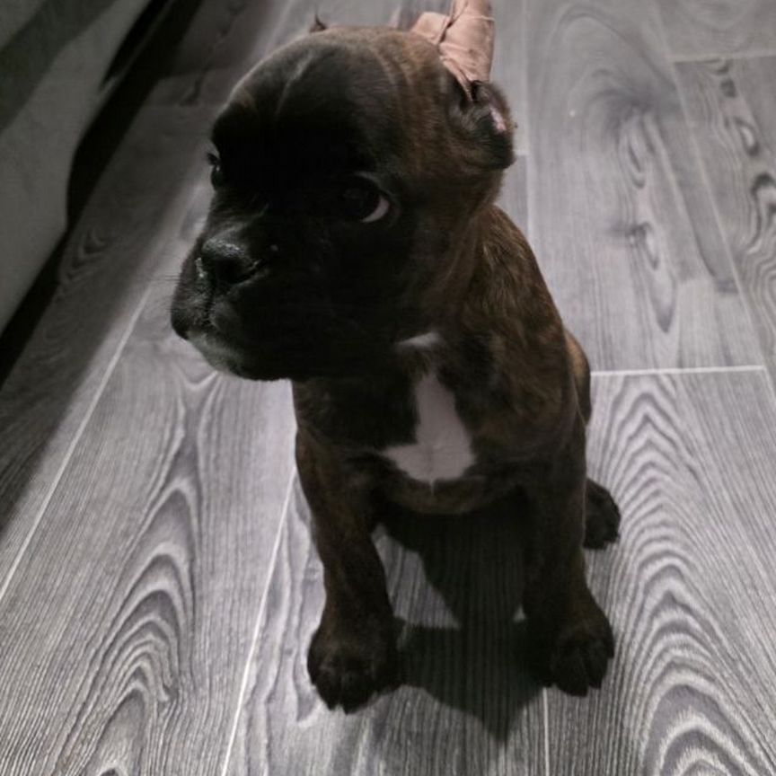 Боксер, щенок