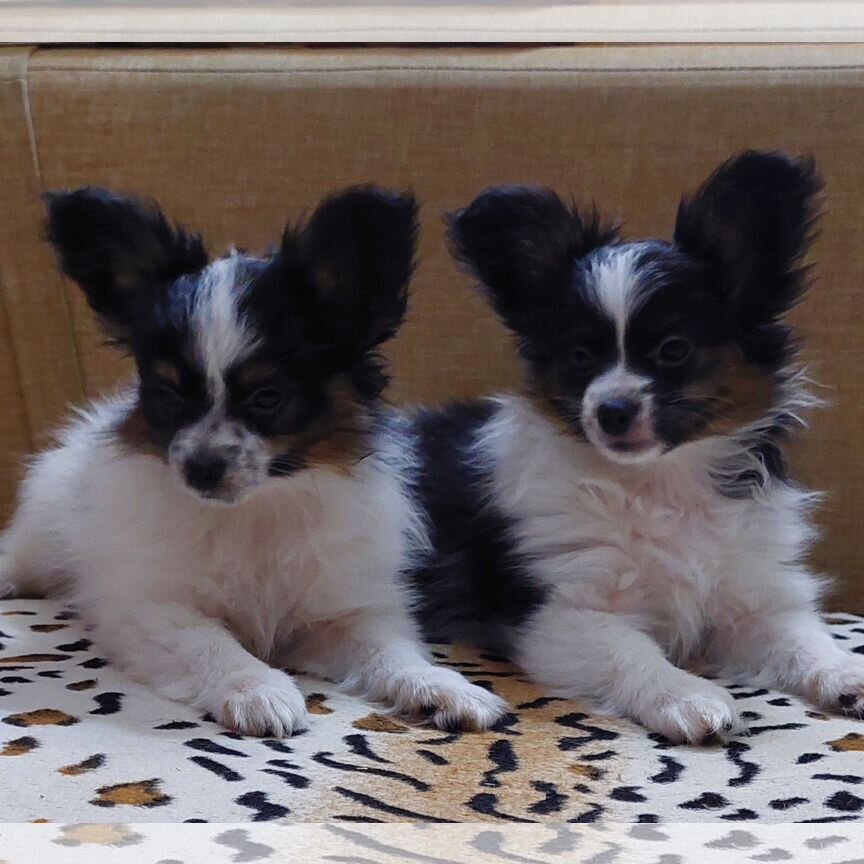 Континентальный той-спаниель папильон, щенок