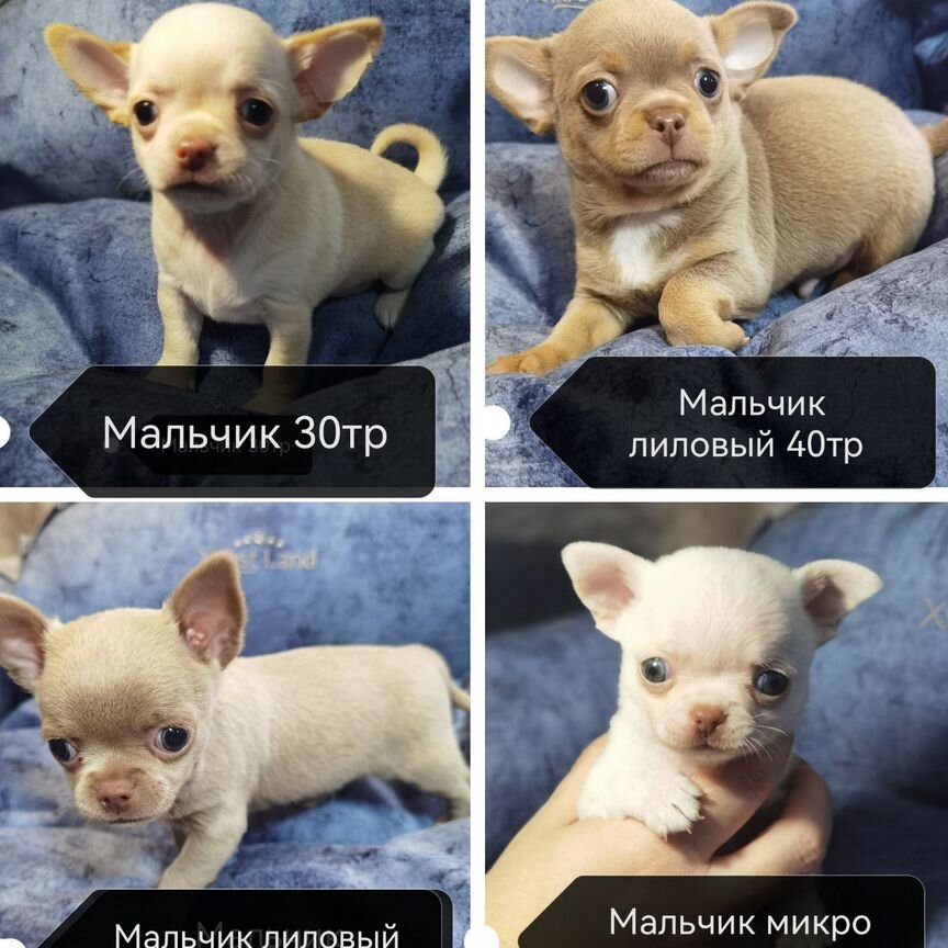 Чихуахуа, щенок