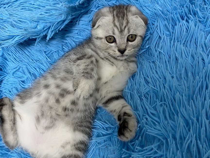 Шотландская кошечка