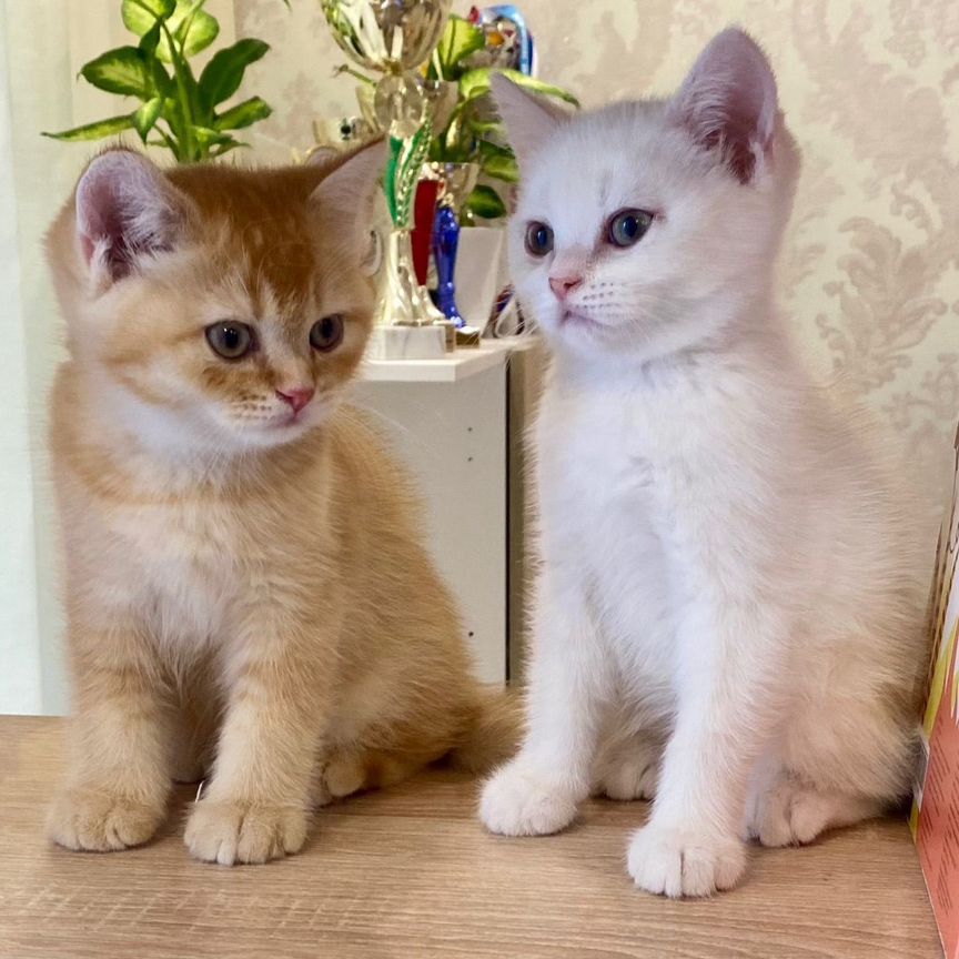 Шотландские котята