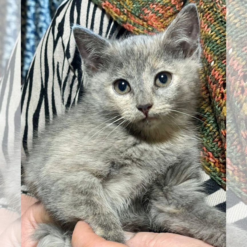 Котёнок в добрые руки