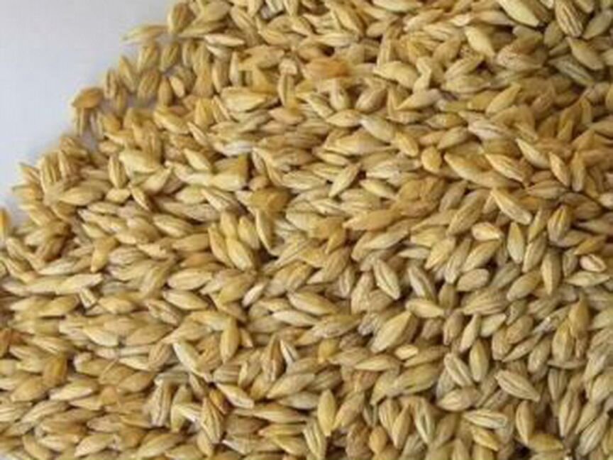 Ячмень фуражный