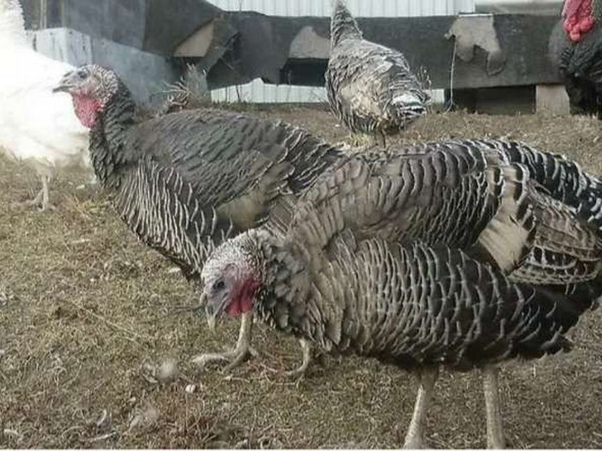 Индюки бронза