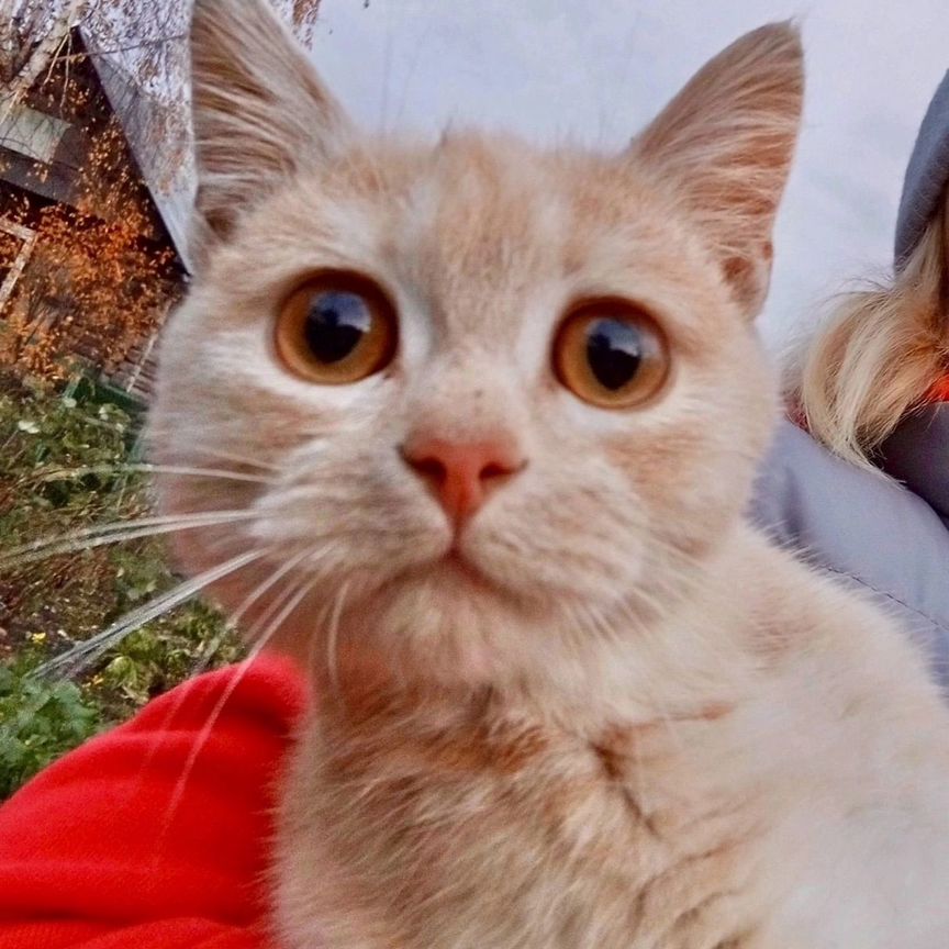 Котенок-подросток из приюта