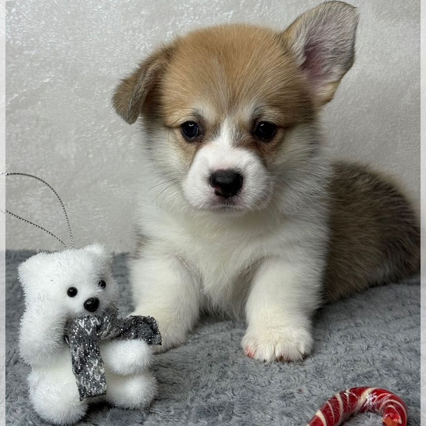 Вельш Корги Пемброк, щенок