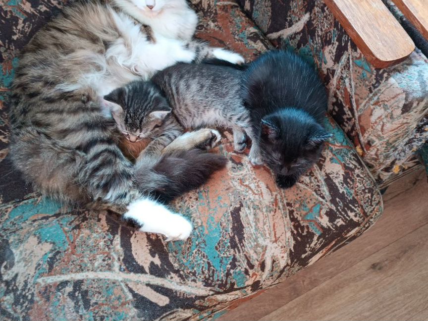 Отдаем котят в добрые руки