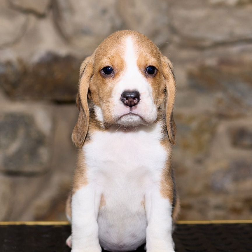 Щенки бигля