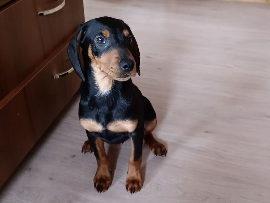 Найдена собака