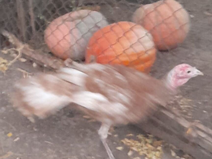 Индюки