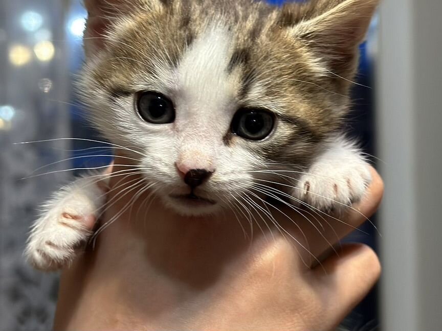 Котенок в добрые руки