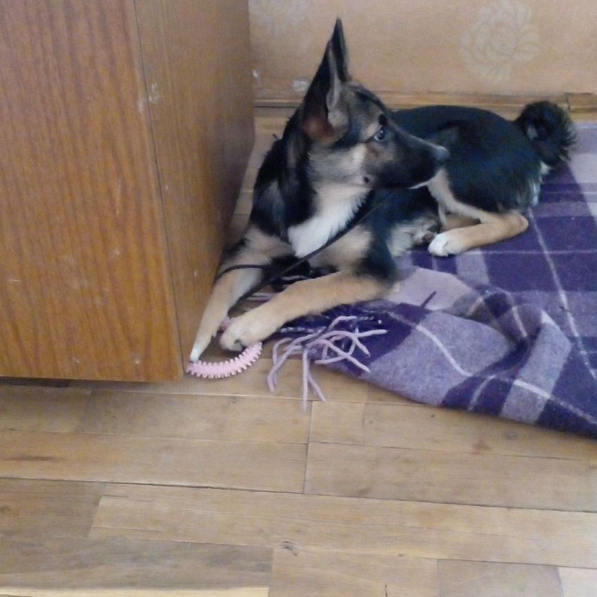 Собака в добрые руки