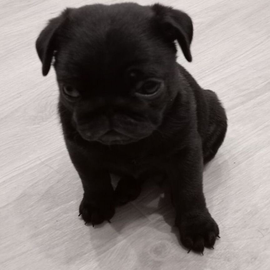 Мопс, щенок