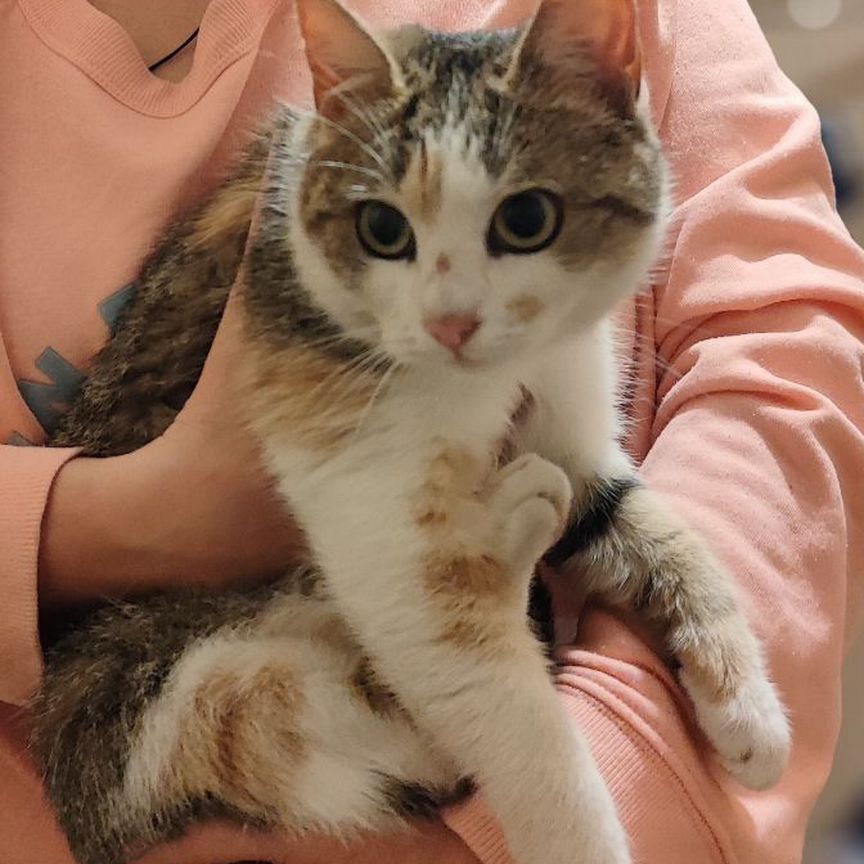 Ласковая Маська замарашка в дар