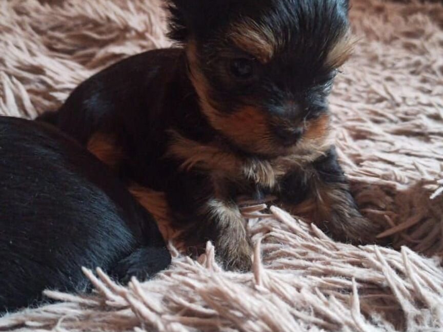 Йоркширский терьер щенки стандарт