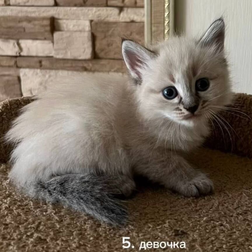 Невский маскарадный котёнок