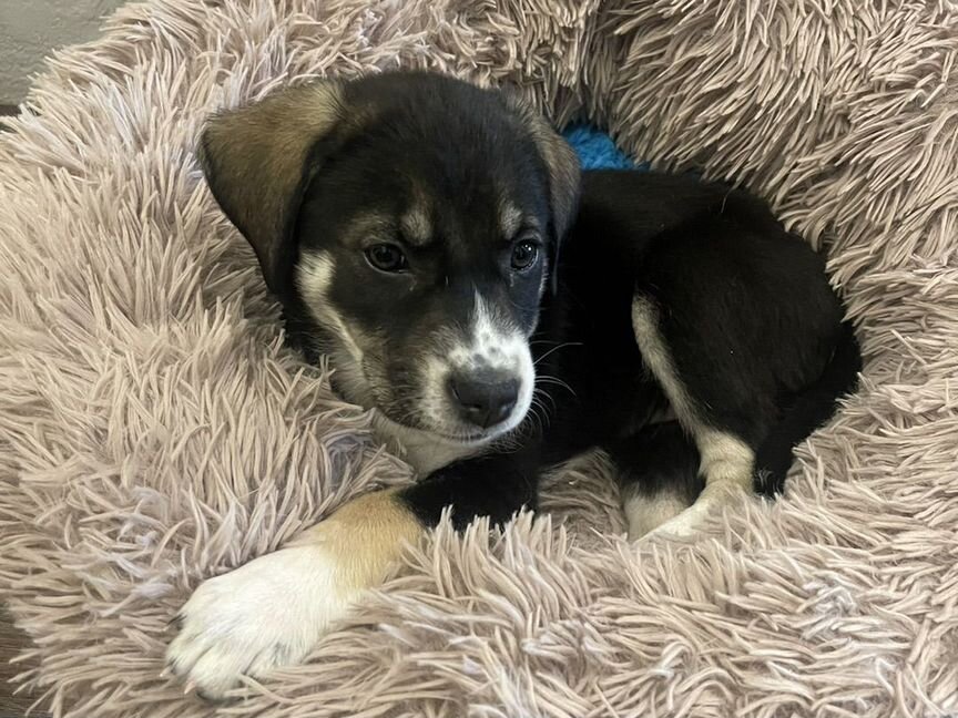 Щенок в добрые руки