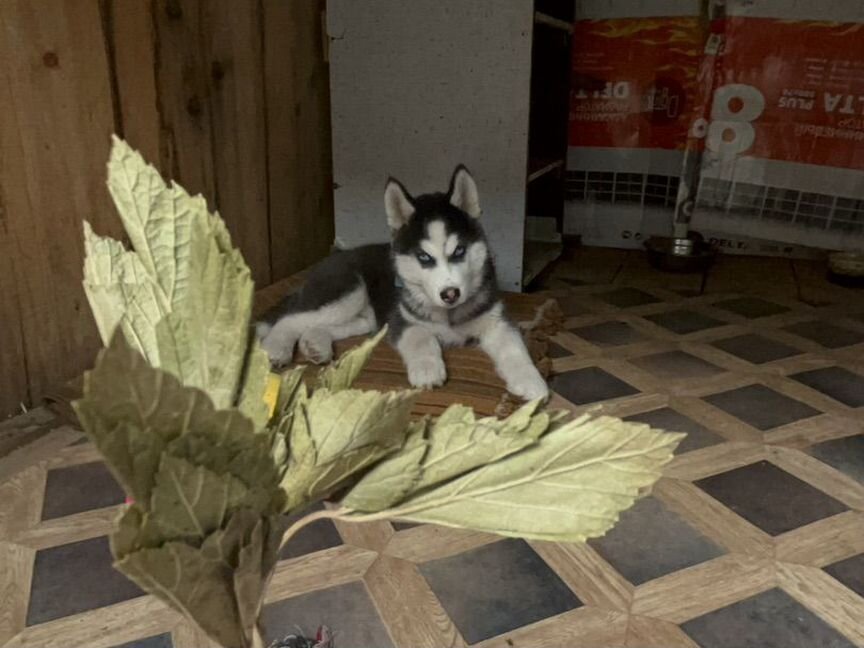 Продаем собаку, зовут арчи