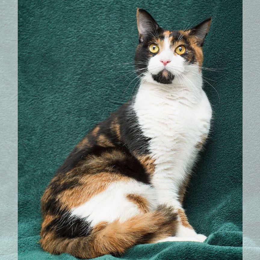 Шпунька ищет уютный дом