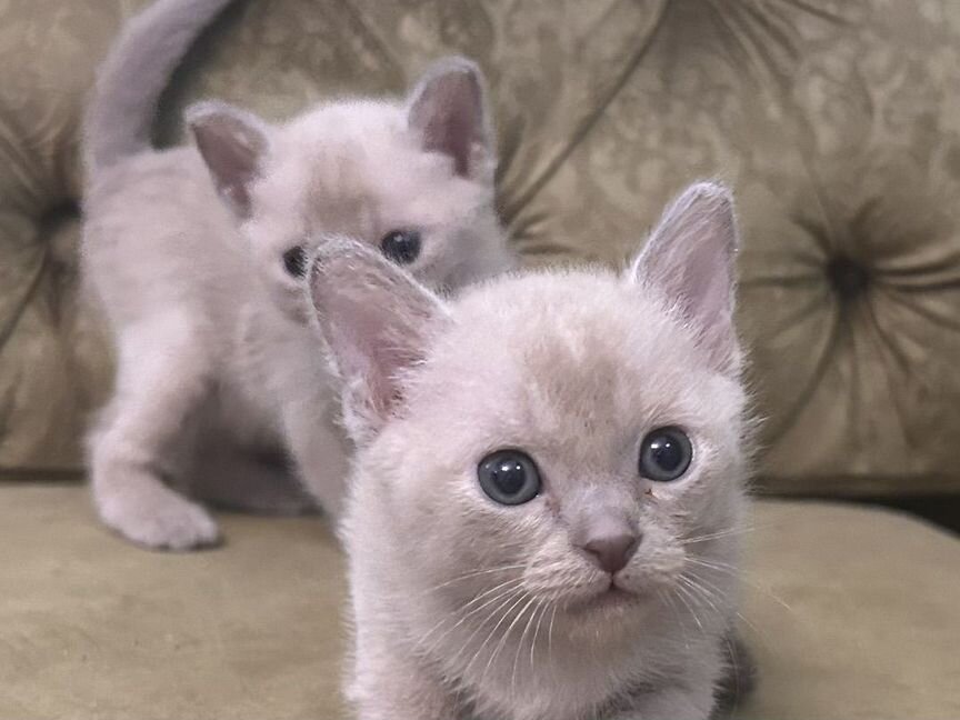 Лиловые девочки бурма бурманские котята