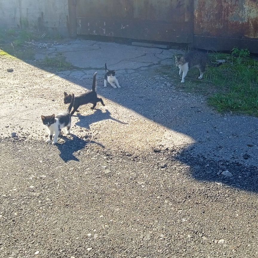 Котята в добрые руки