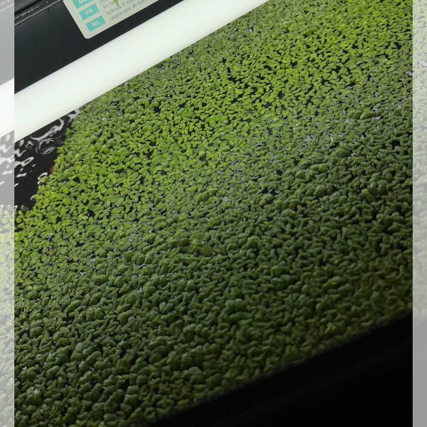 Аквариумная ряска