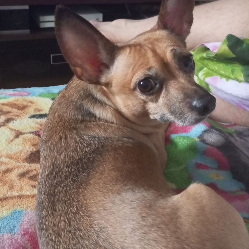 Русский той-терьер, щенок