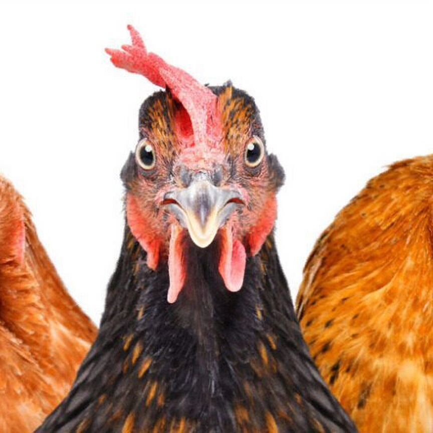 Куры несушки