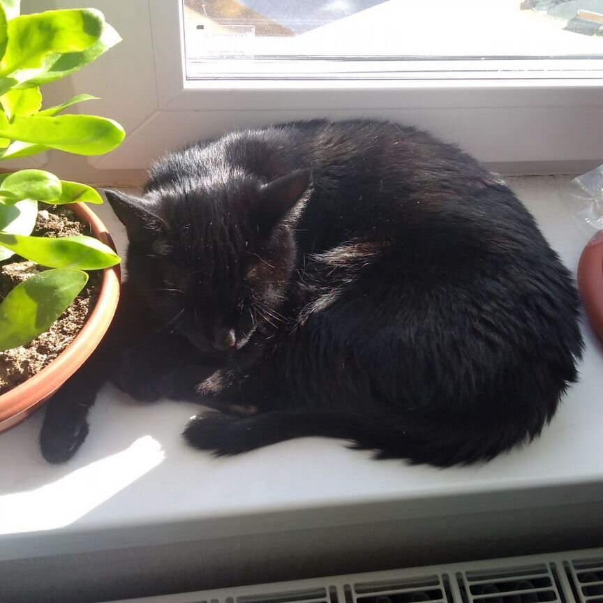 Котик Мишка ищет дом